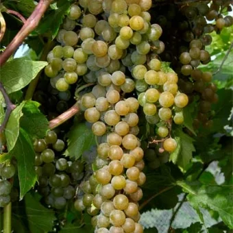 Grapes — Iowa Wine