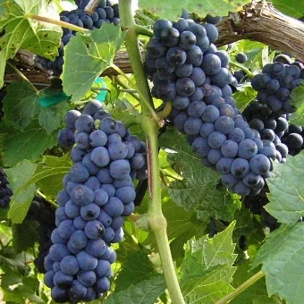 Grapes — Iowa Wine