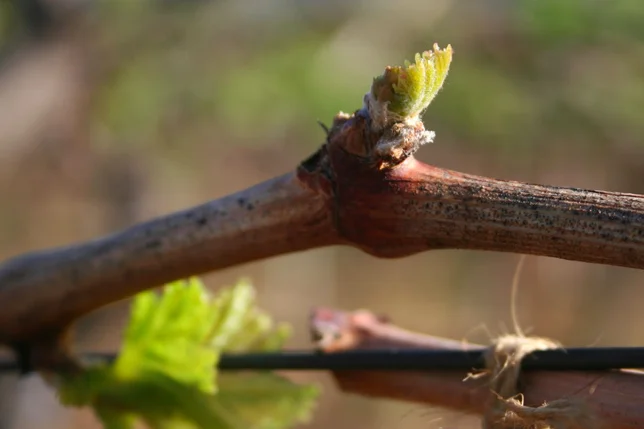 Lifecycle of a Grapevine — Iowa Wine
