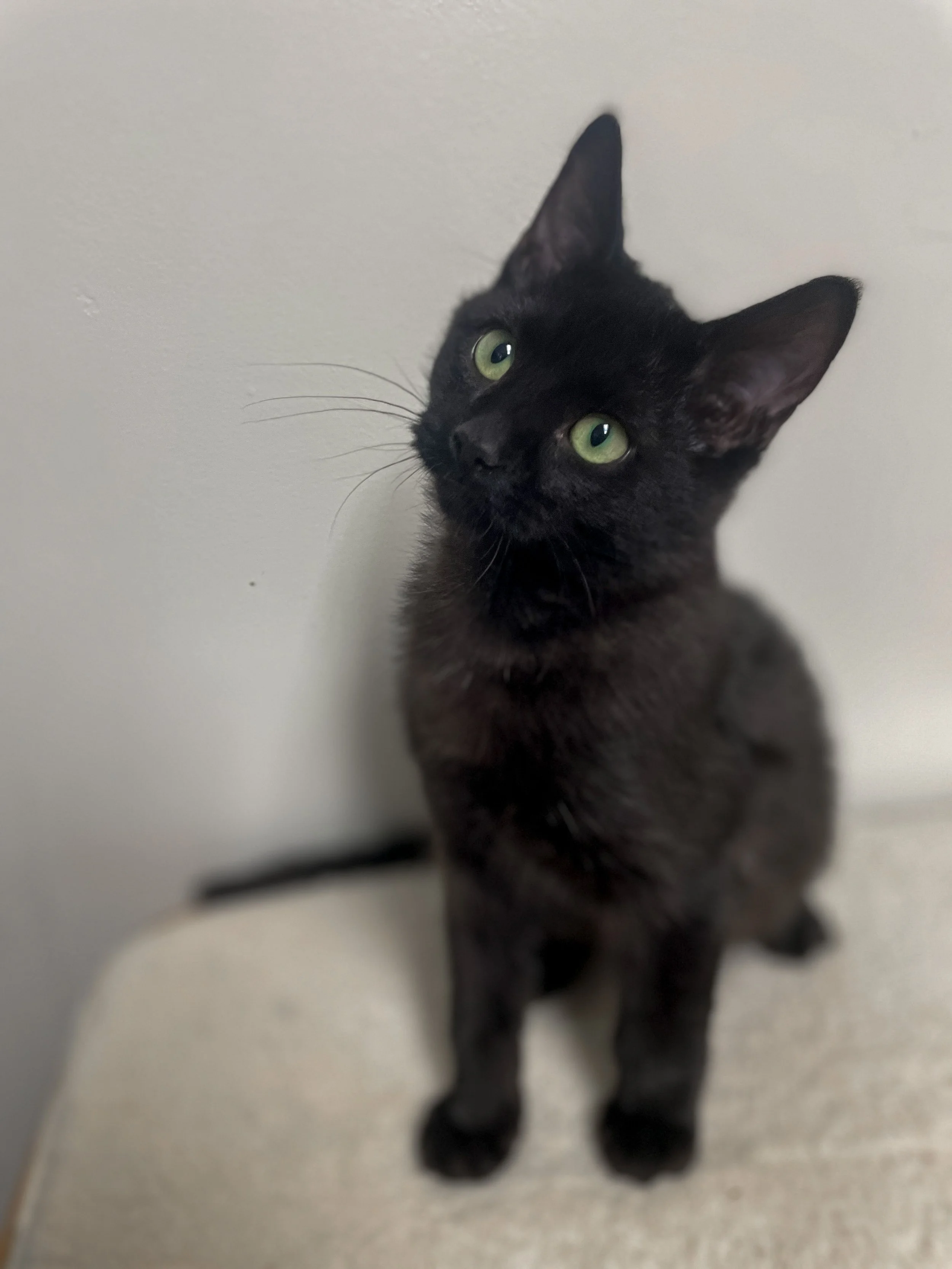 Our Adoptions & Happy Tails — Nelson Animal Hospital