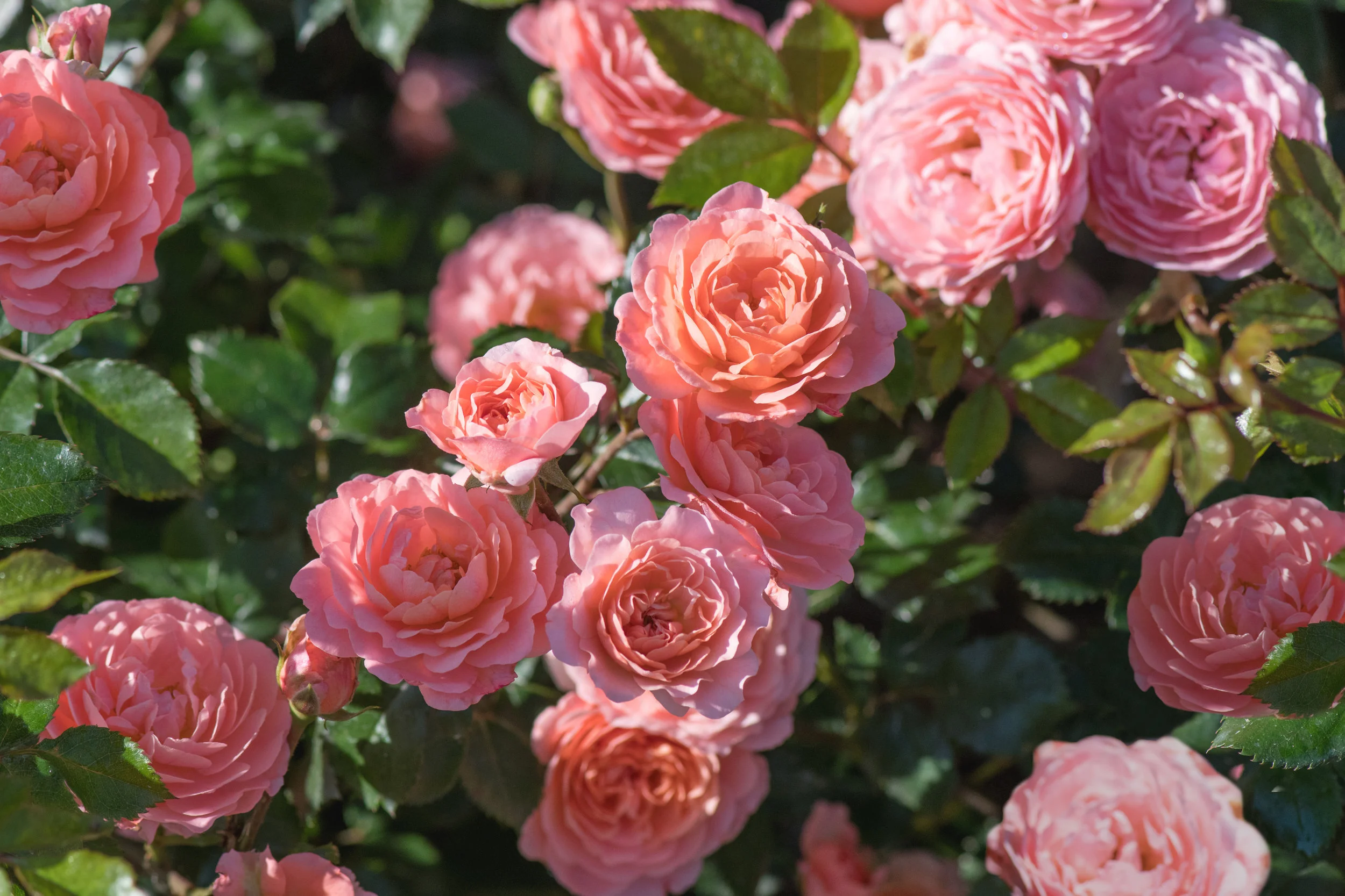 Apricot Drift® — Drift® Roses