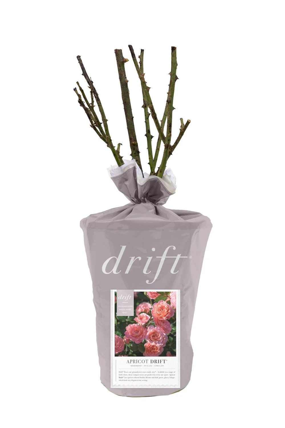 How To Plant Your Fiber Pot Rose — Drift® Roses