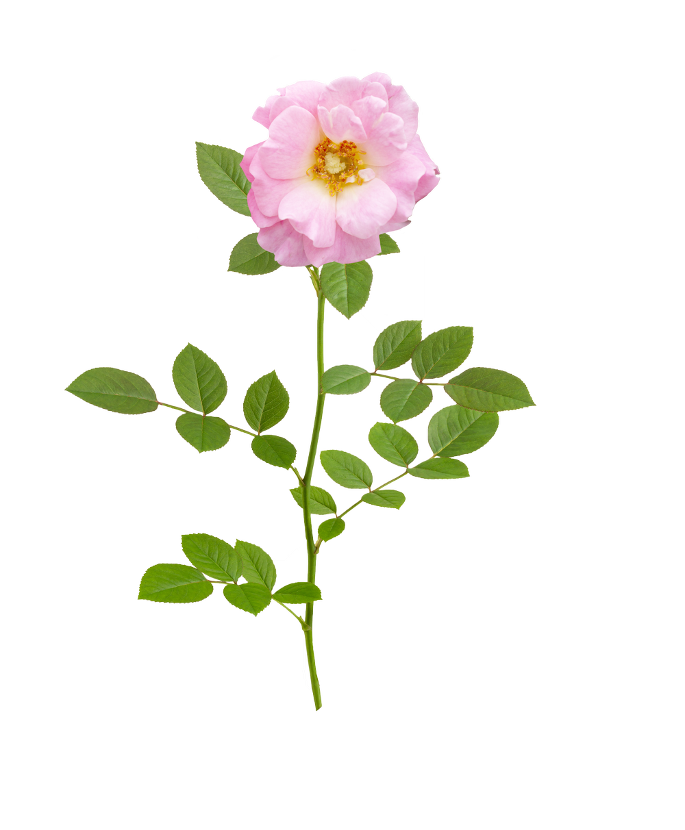 the Collection — Drift® Roses