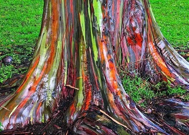 Rainbow Eucalyptus Growing Zones