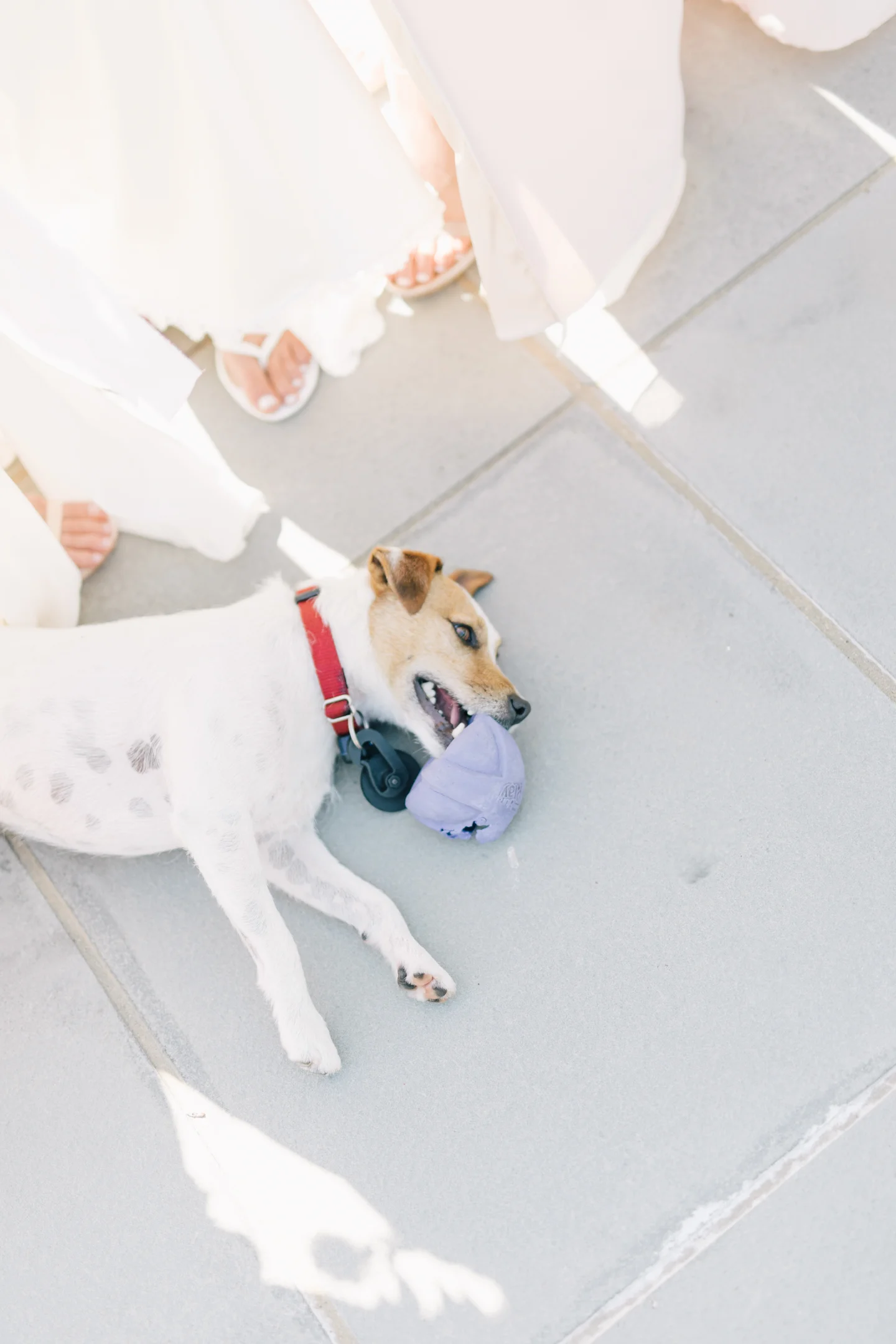 The Inn at Pound Ridge Wedding / Virginia + Max — Joseph Lin Photography
