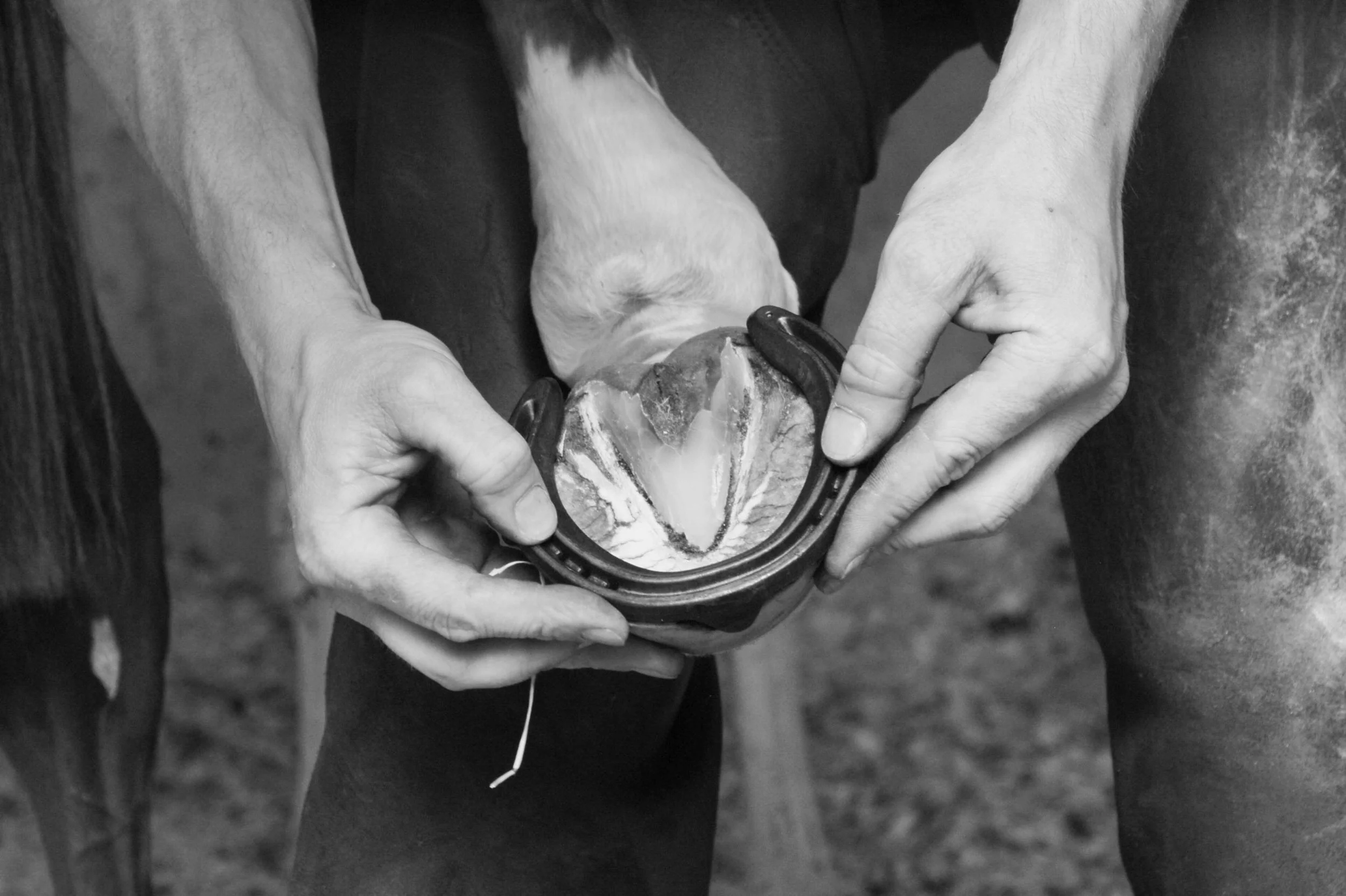 Newmarket Farrier Alex Ridgeway DipWCF