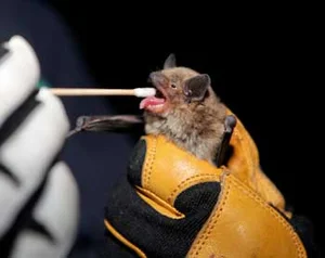 Fear2Fascination:Bats — Ms. Mallory Adventures