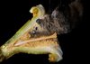 Fear2Fascination:Bats — Ms. Mallory Adventures
