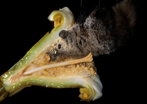 Fear2Fascination:Bats — Ms. Mallory Adventures