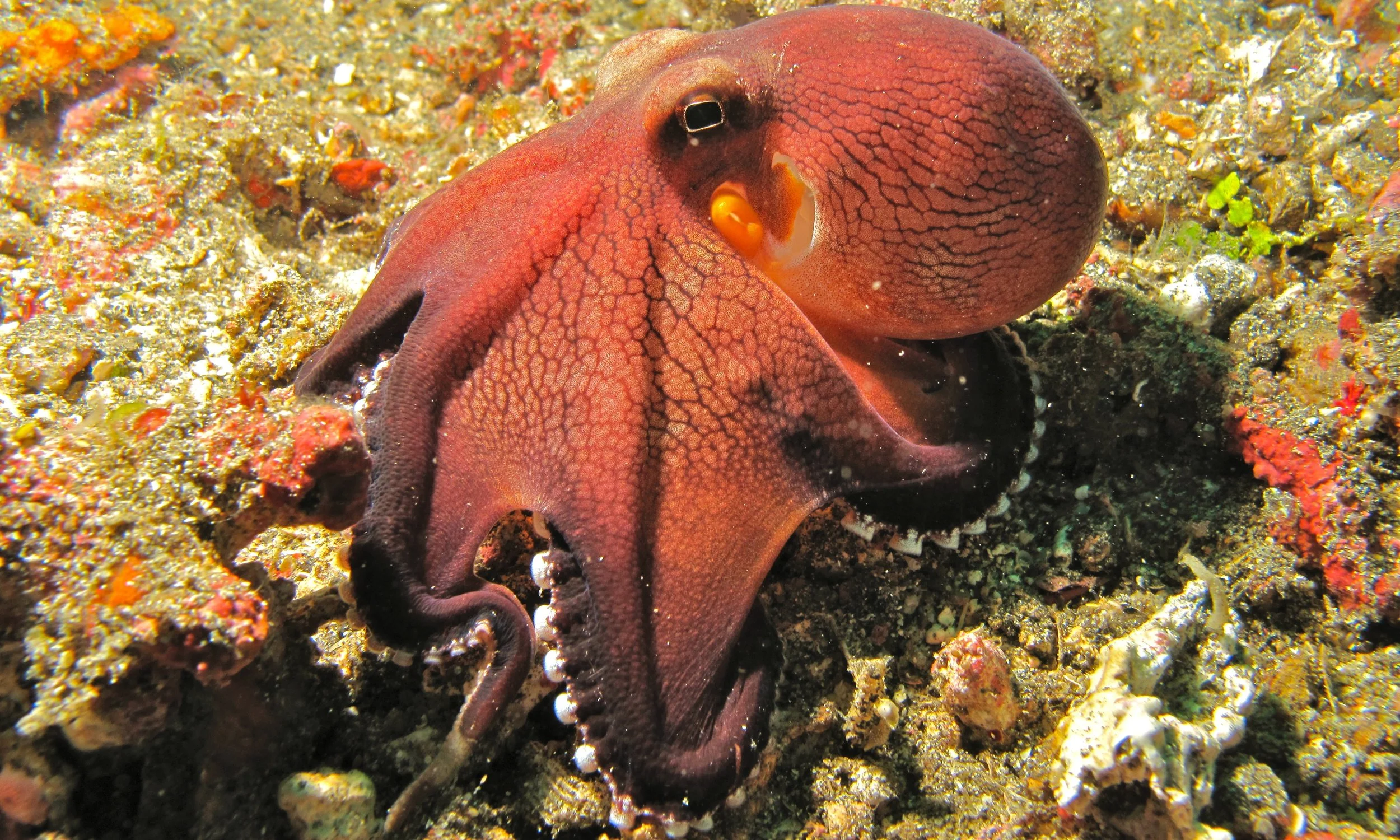 MYTH: OCTOPUSES ARE DUMB, MINDLESS CREATURES — Ms. Mallory Adventures