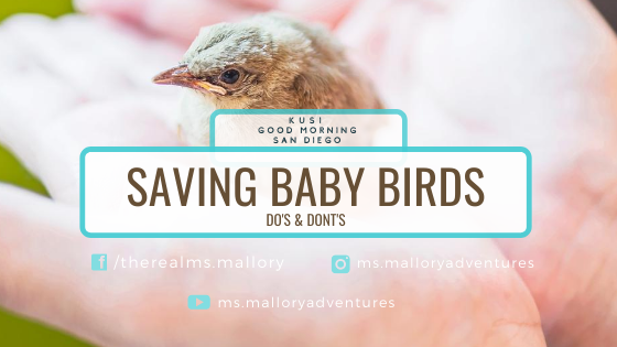 KUSI News Nature Segments — Ms. Mallory Adventures