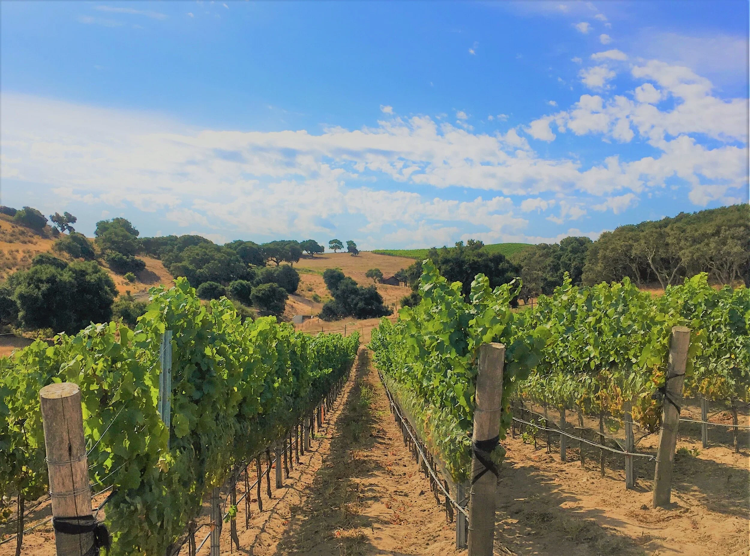 WINE ARTICLES — STORIES OF THE VINE