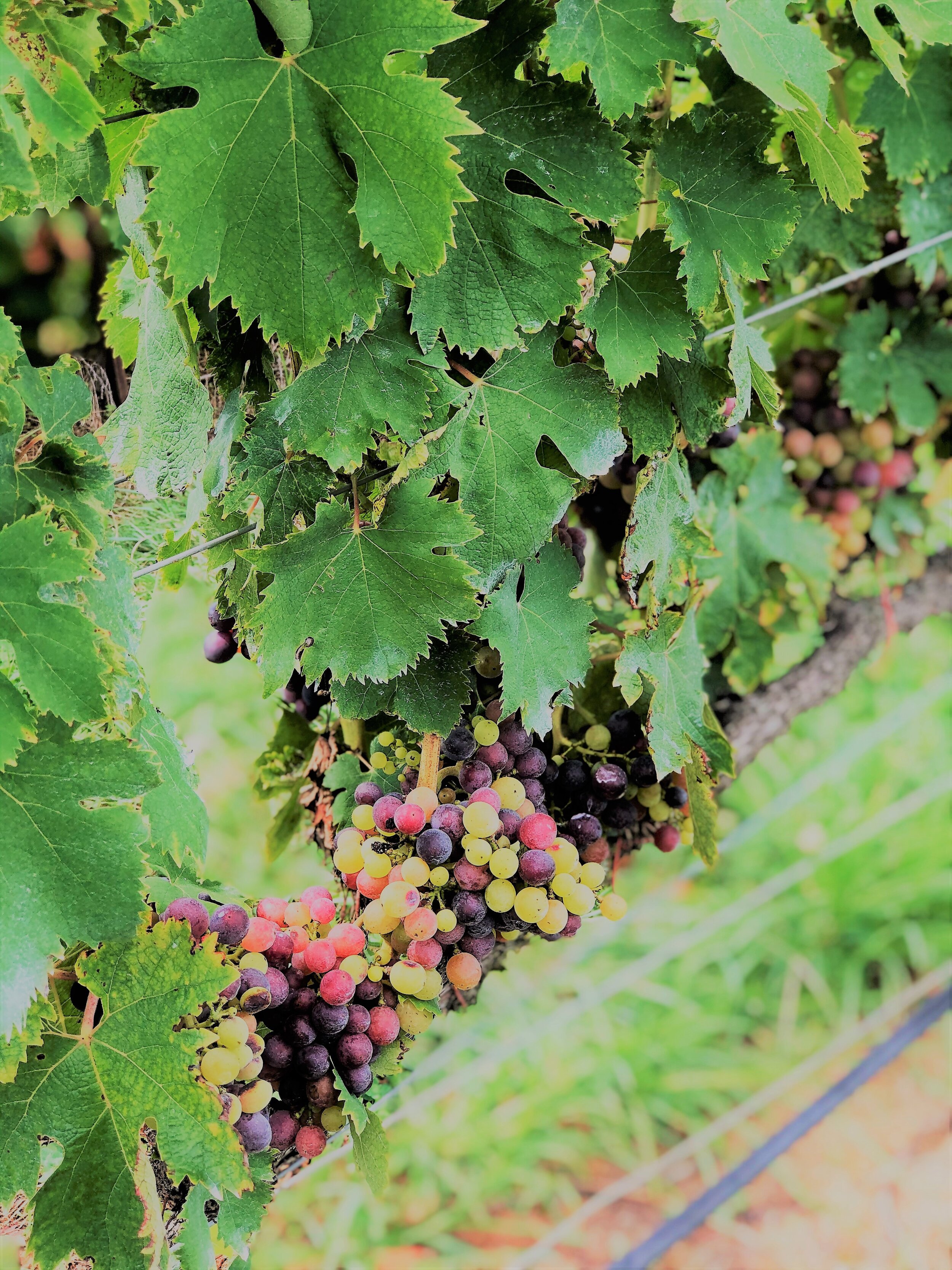NORTH CAROLINA, MORE THAN MUSCADINE WINE — STORIES OF THE VINE