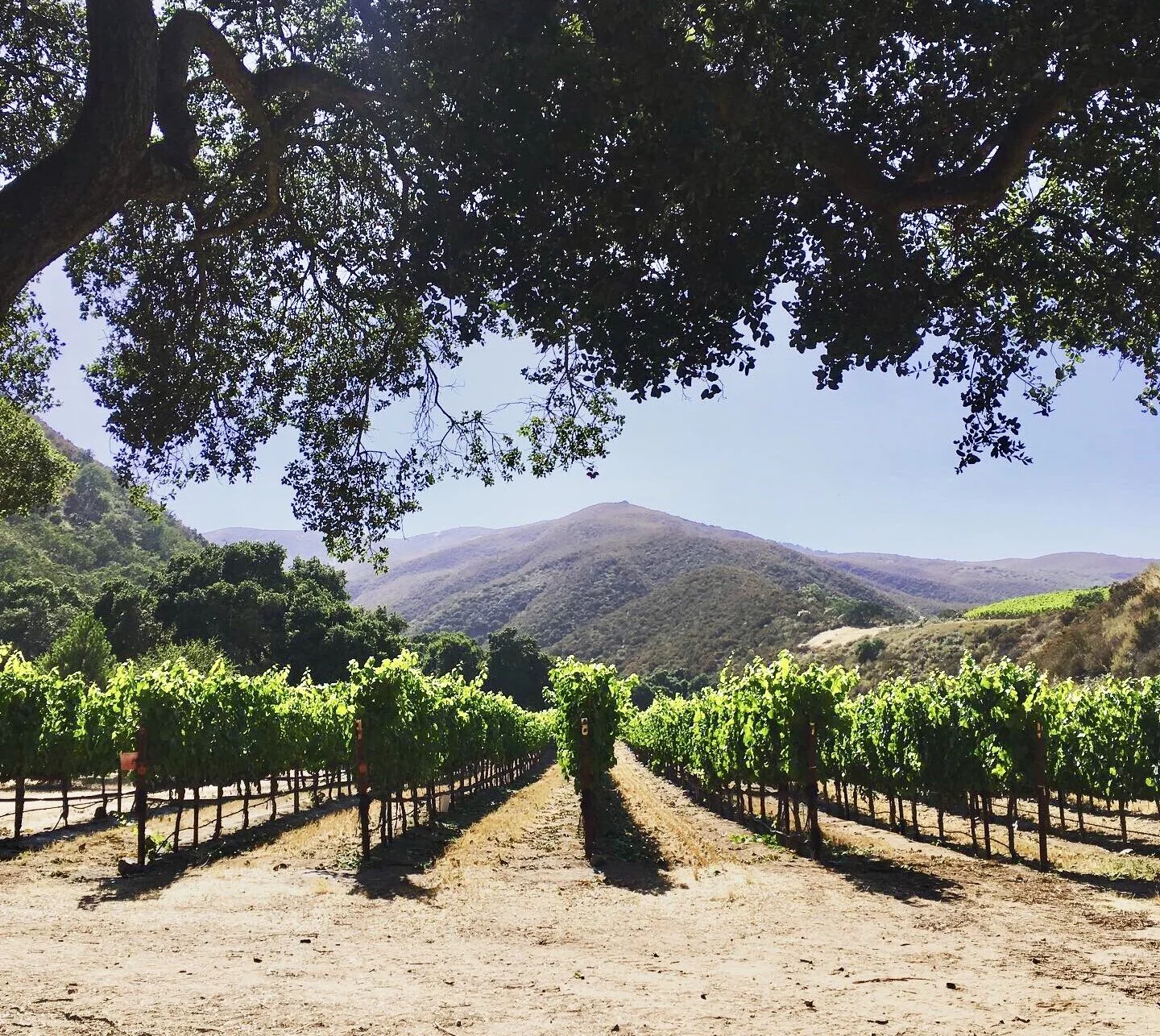 SANTA LUCIA HIGHLANDS WINE ARTISANS TOUR PART 2 — STORIES OF THE VINE