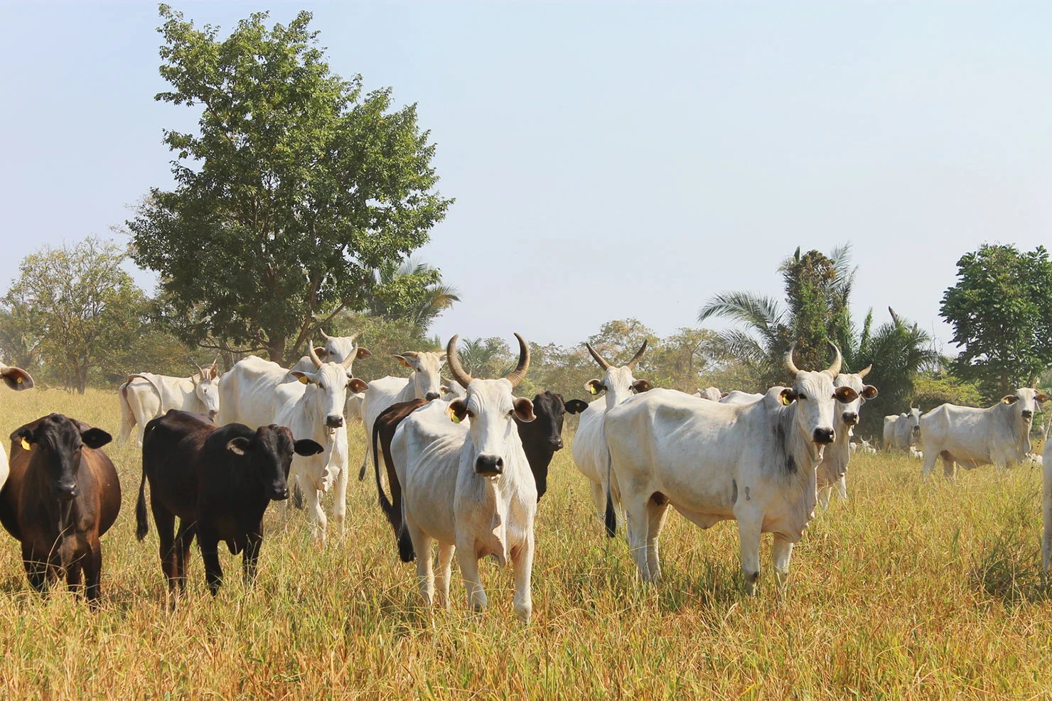 Sustainable Agriculture Network