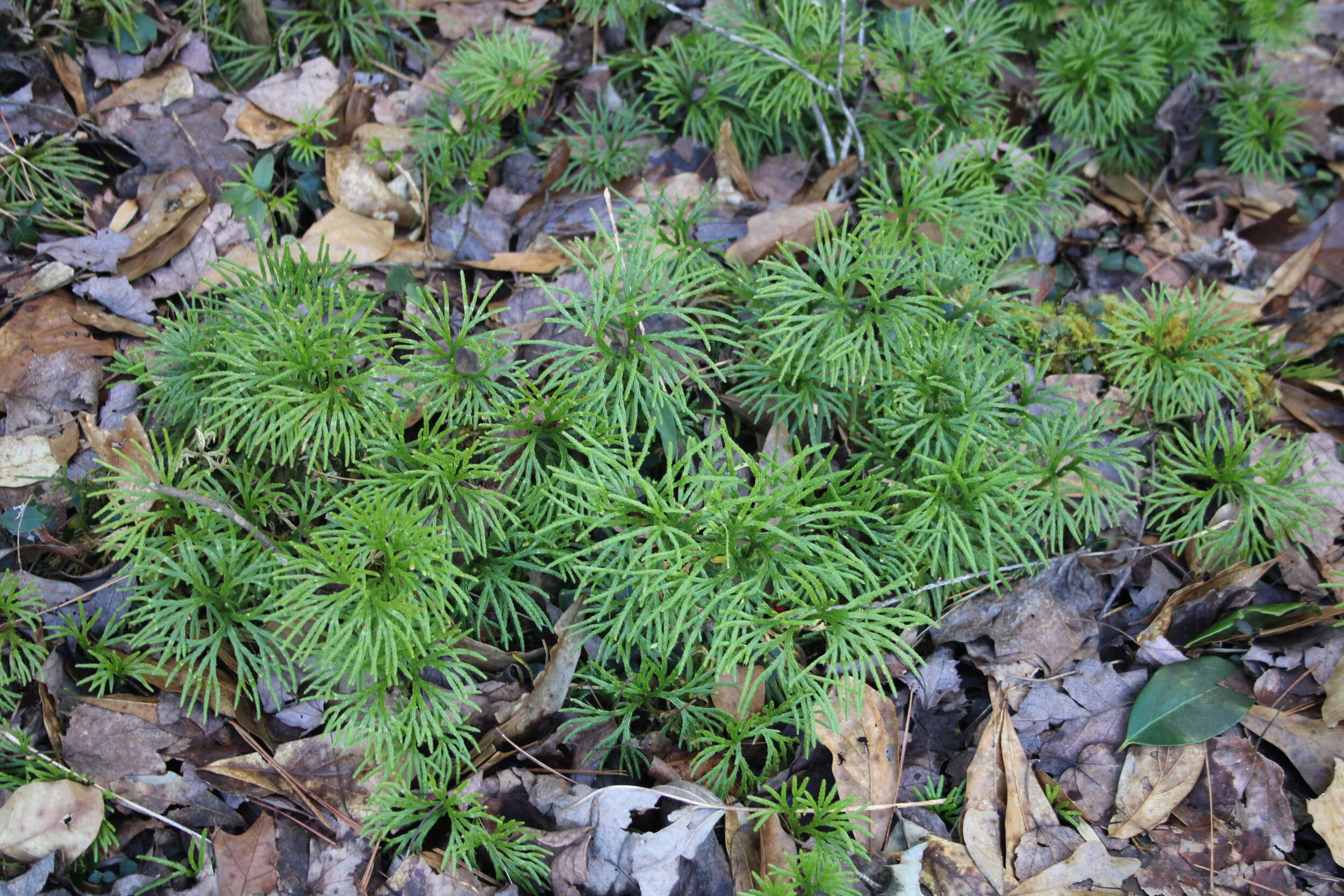 ground pine — Gardening Hints for the Southeast