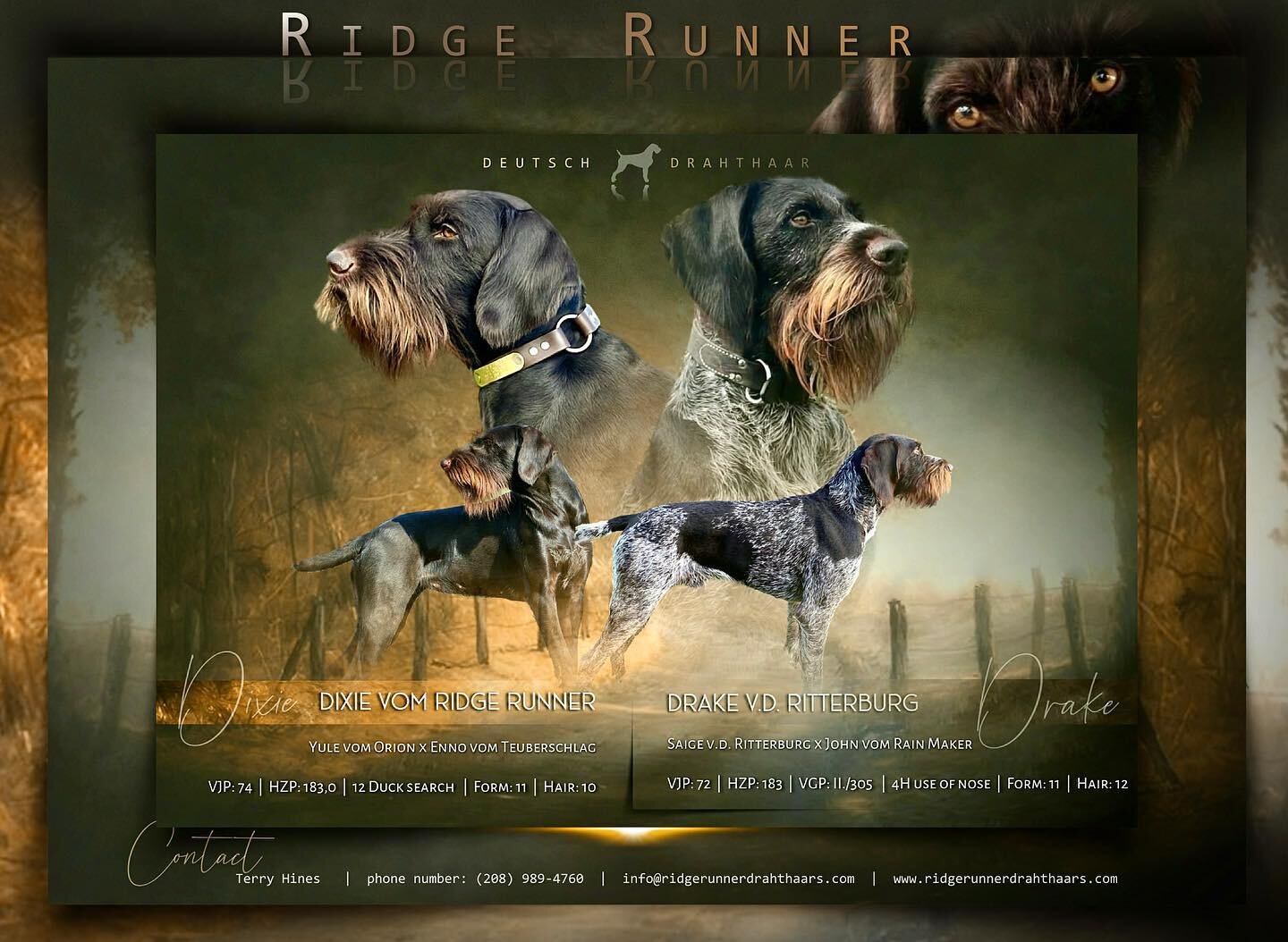 Ridge Runner Drahthaars