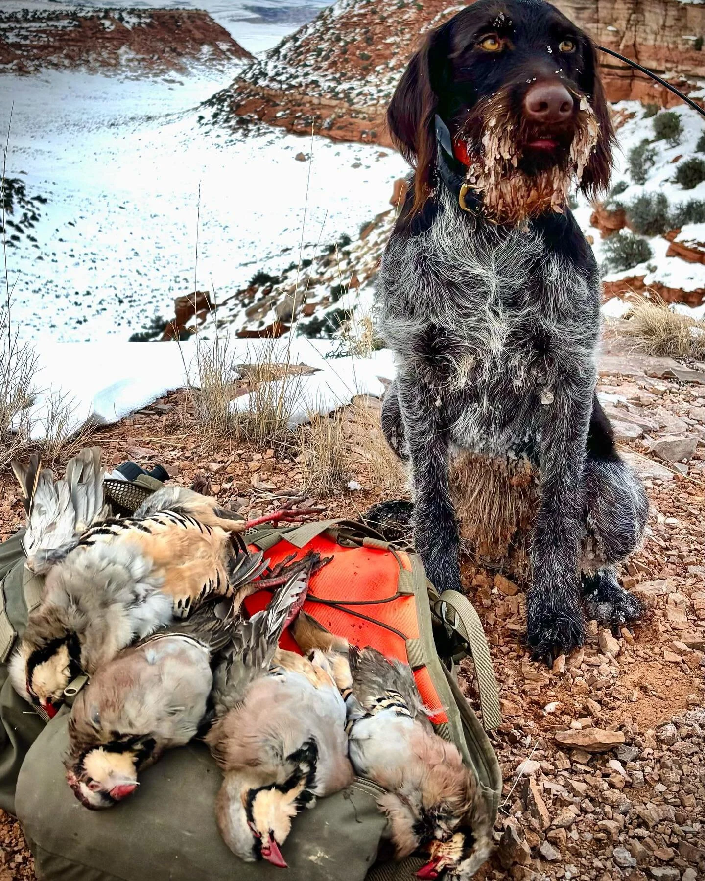 Ridge Runner Drahthaars