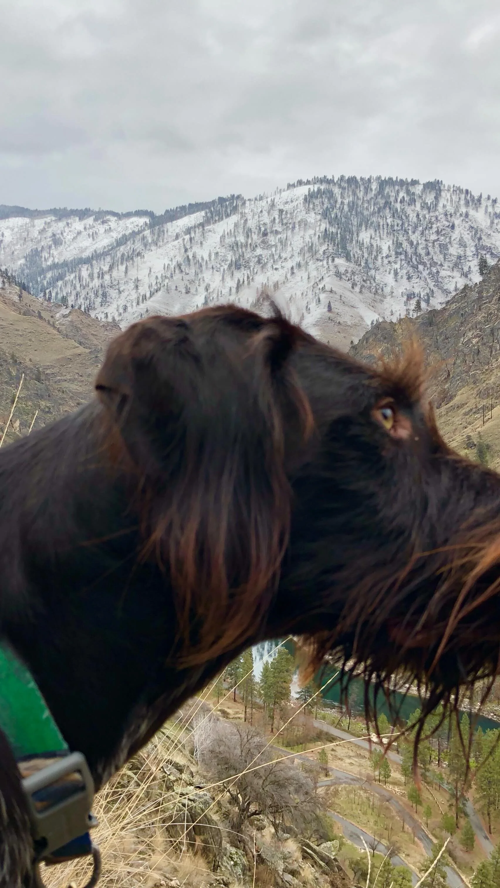 Yule vom Ridge Runner — Ridge Runner Drahthaars