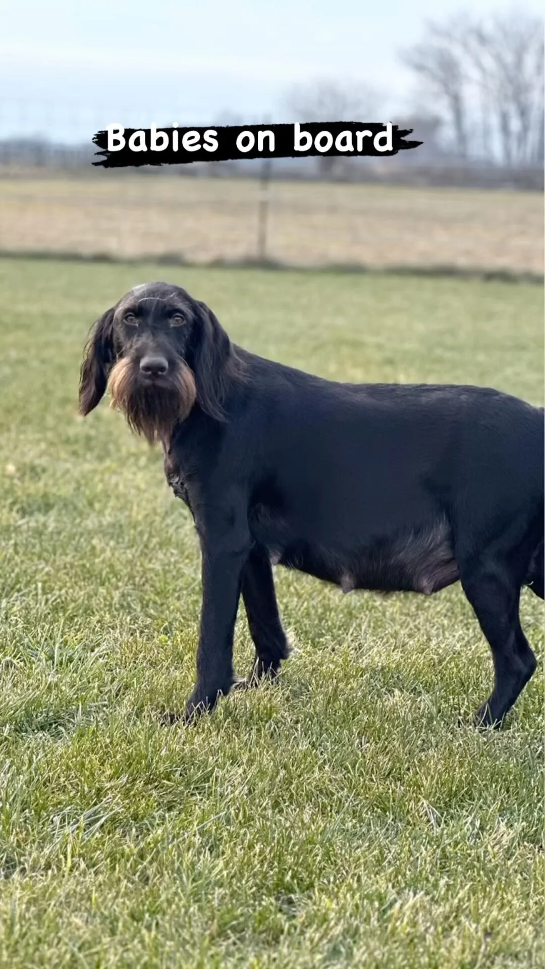 Dixie — Ridge Runner Drahthaars