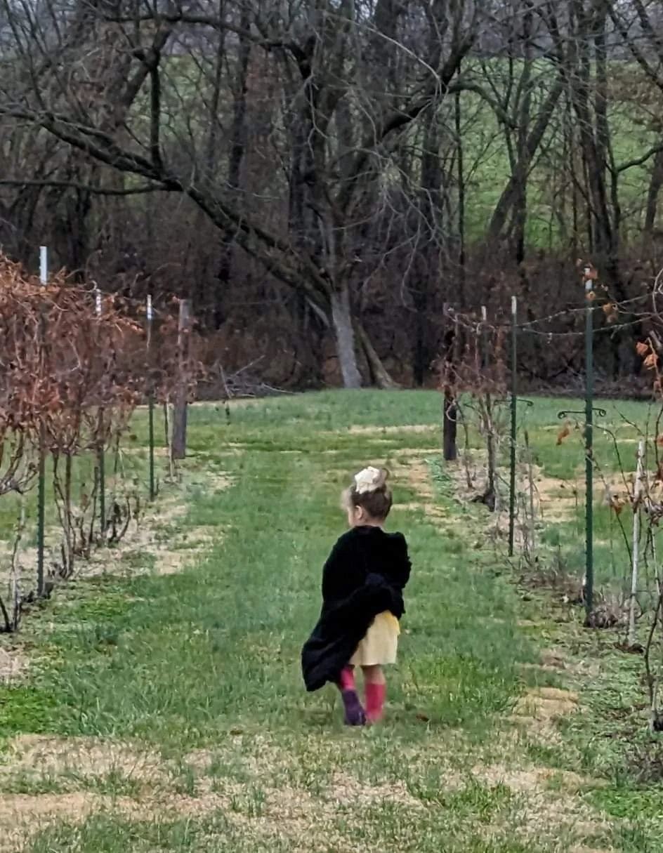 Fancy Farm Vineyard and Winery