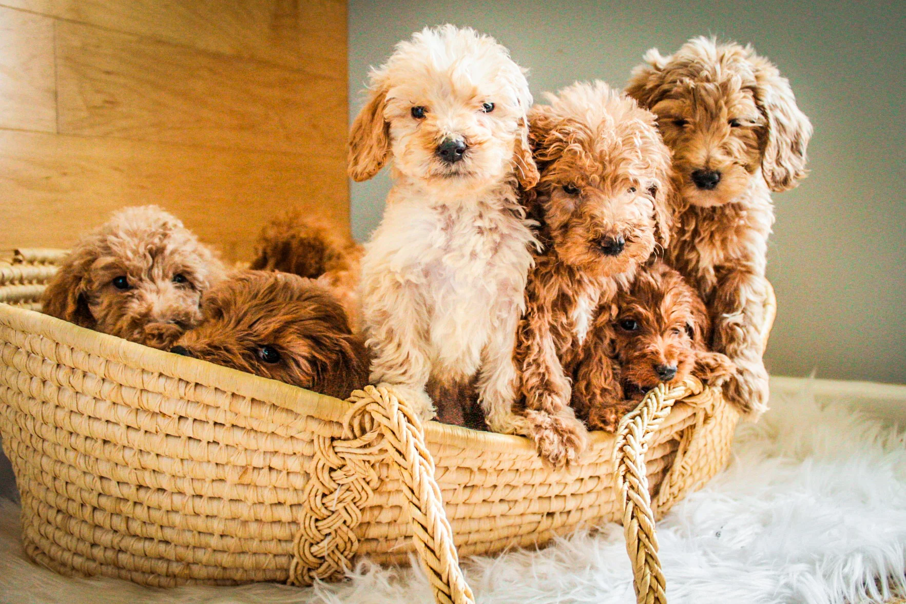 Mini Goldendoodles