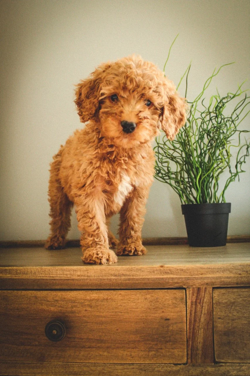 Caramel Goldendoodle