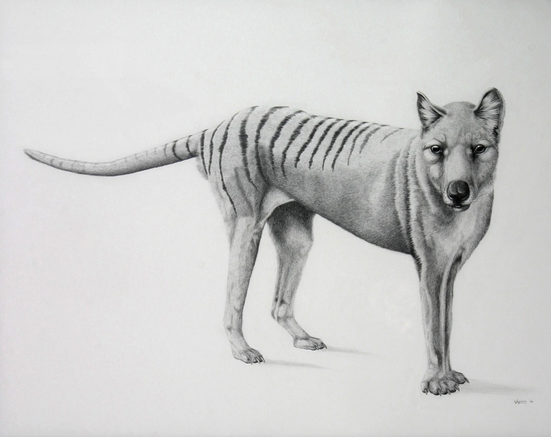 Pencil Drawings — Craig Williams