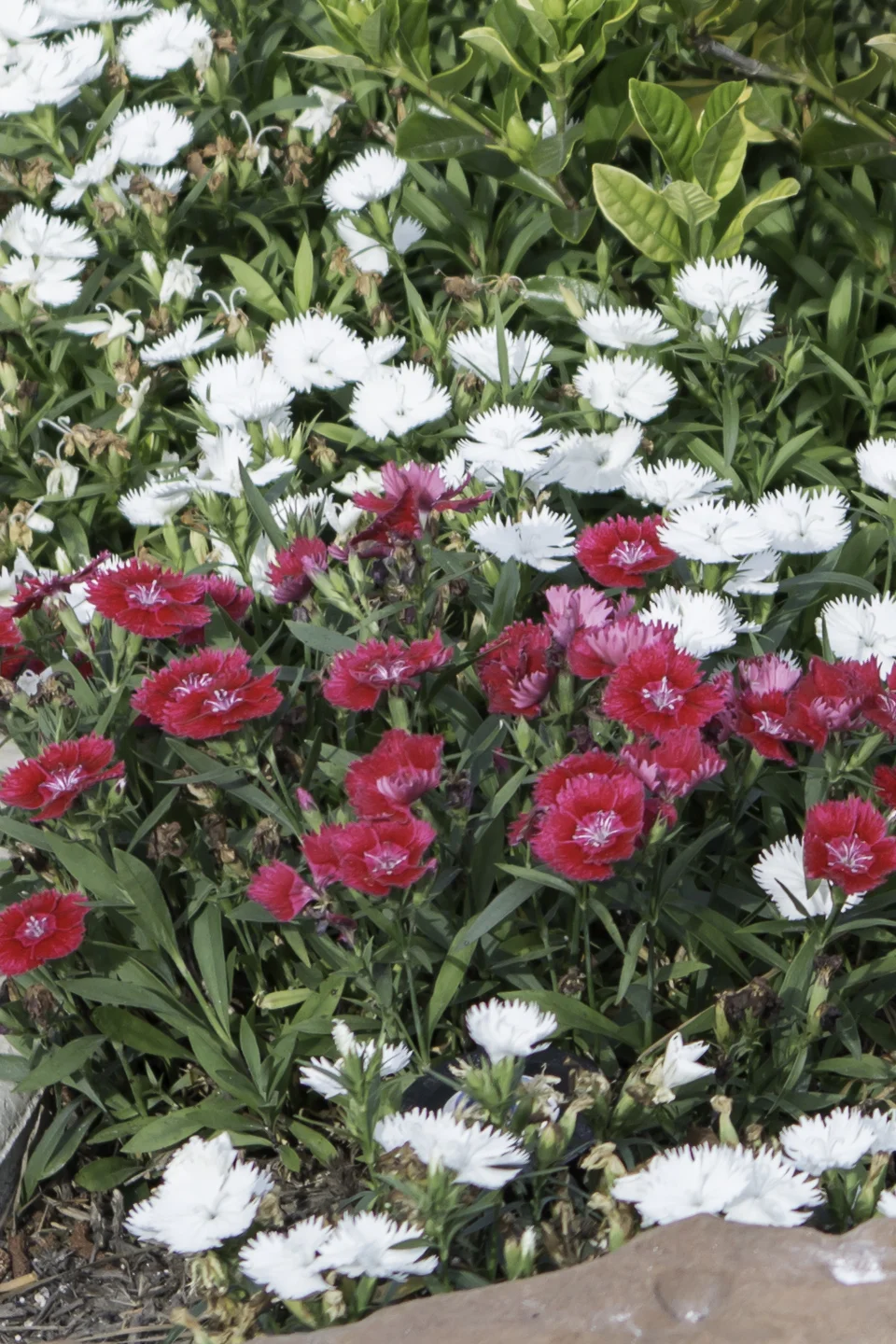 10 Proven Low Maintenance Perennials for Your Southeast Texas Garden ...