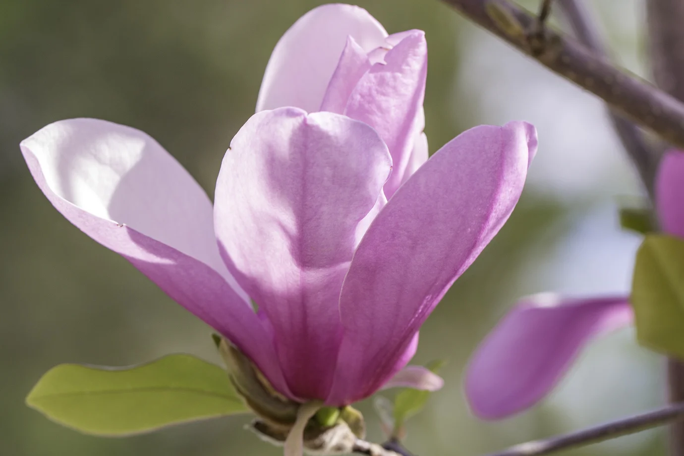 Gardening — Our Southern Life