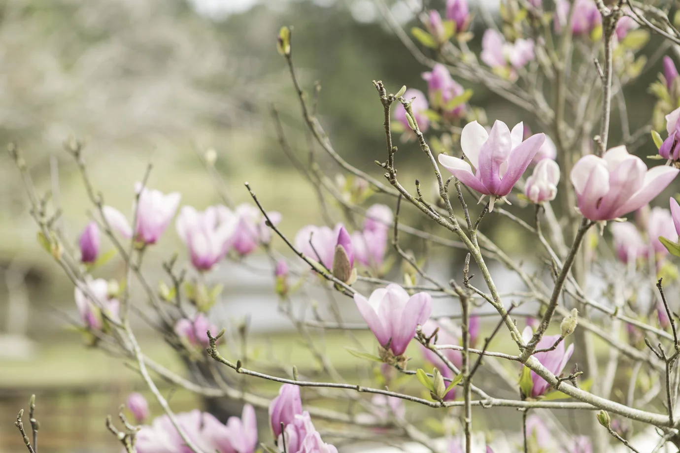 Gardening — Our Southern Life