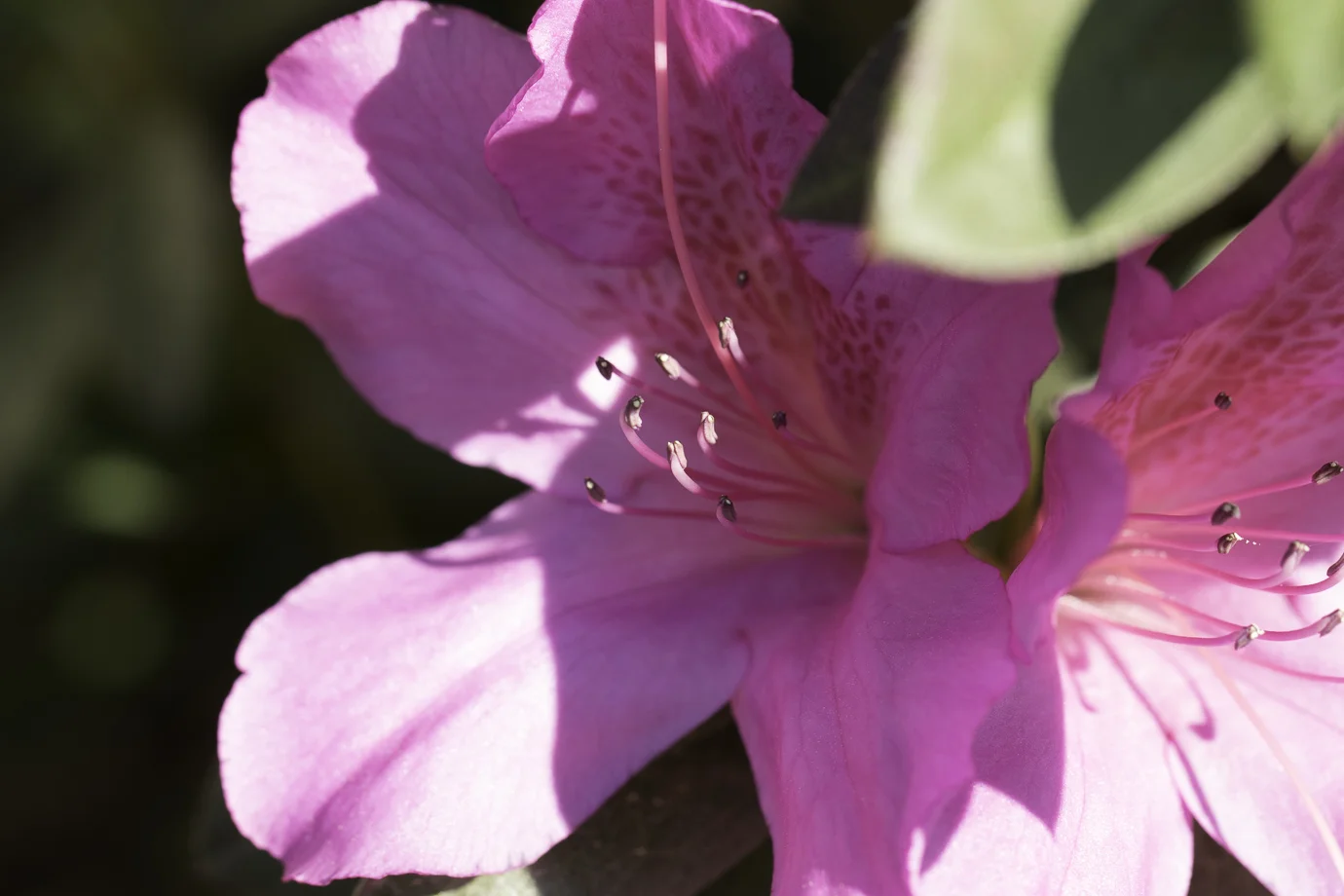 Gardening — Our Southern Life