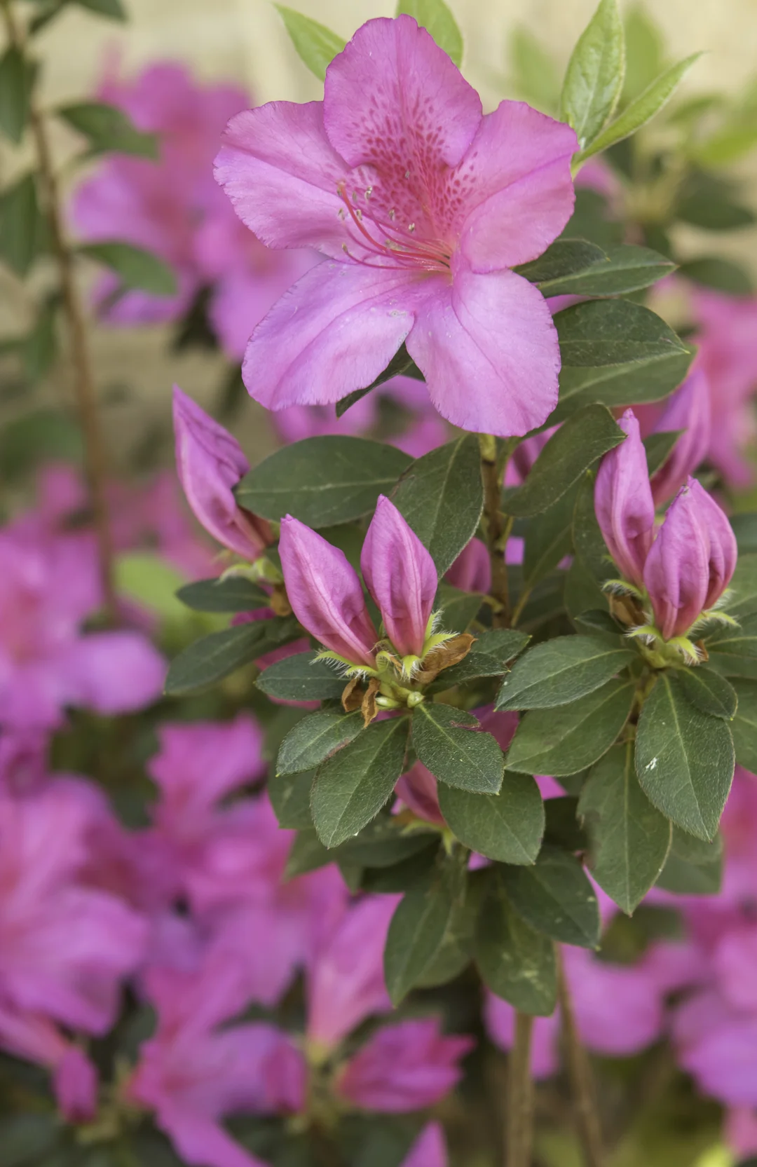 Gardening — Our Southern Life