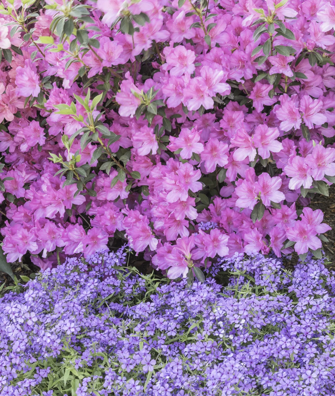 Gardening — Our Southern Life