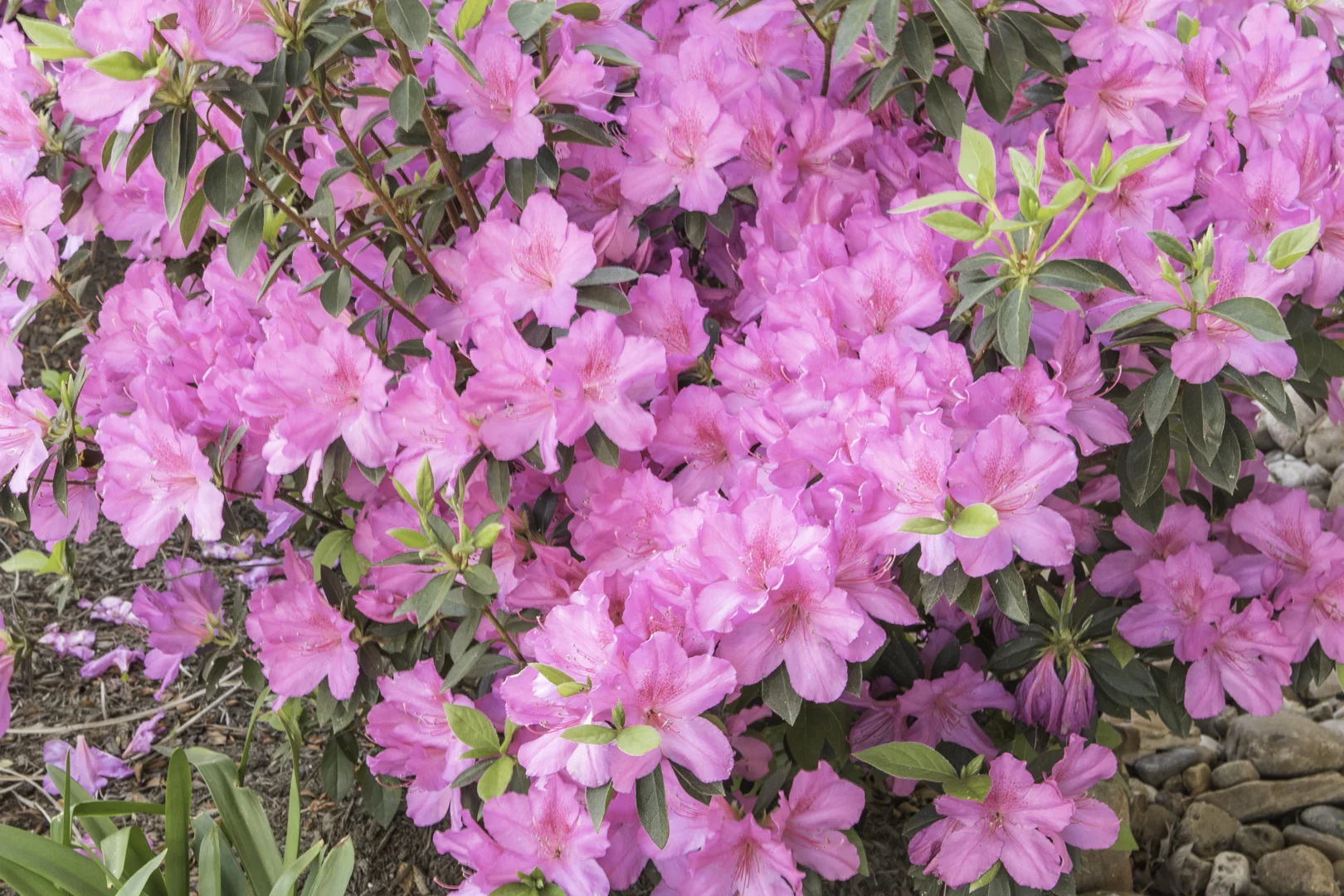 Gardening — Our Southern Life