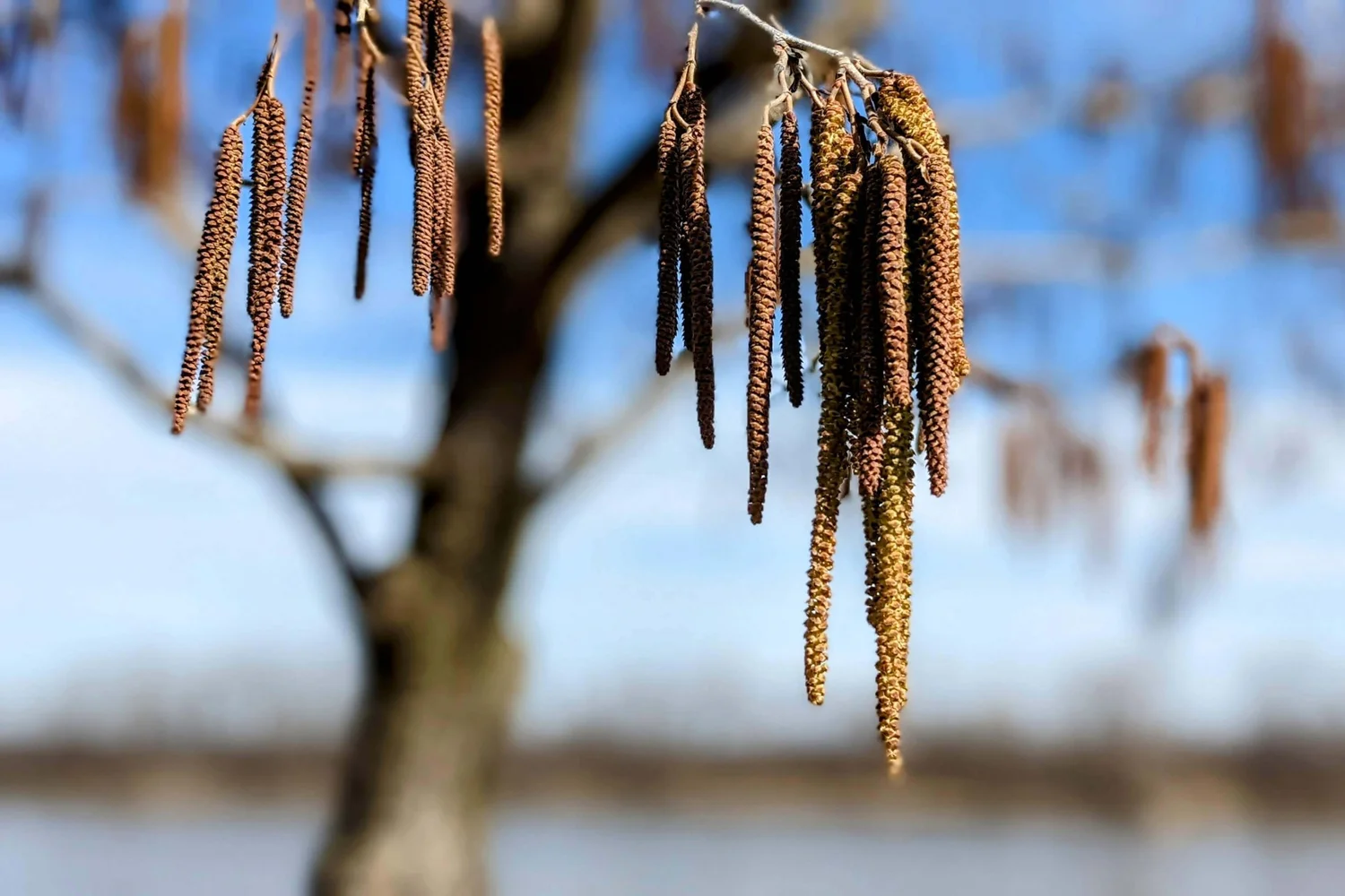 Honey Bee Food Sources — MiteCalculator.com