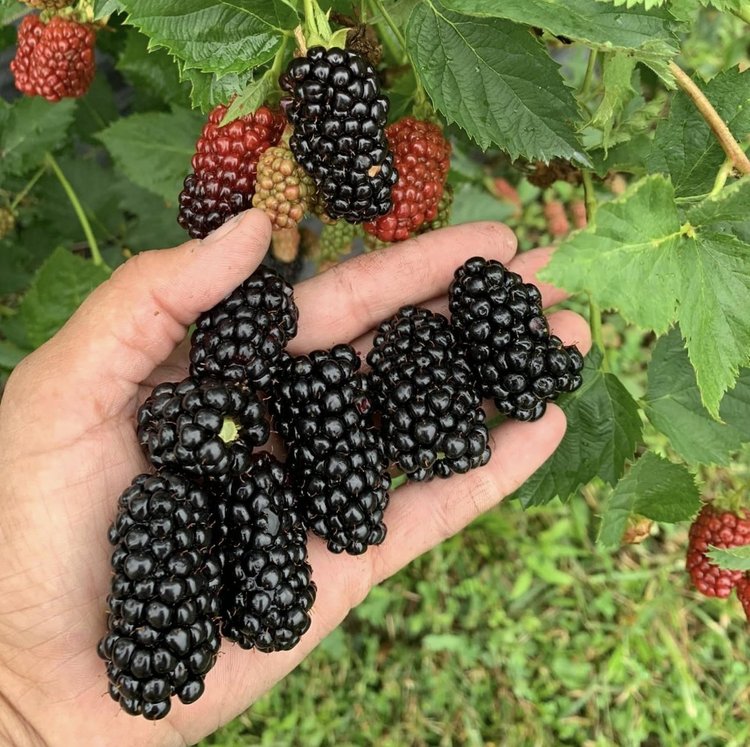 Cordes Berry Farm: Blackberry Talk, Tour & U-pick — Northeast Indiana ...