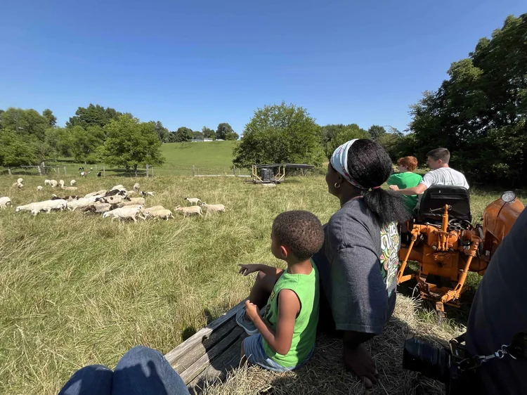 Greener Pastures Walking with the Sheep — Northeast Indiana Local Food ...