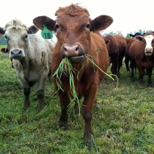 Seven Sons Pasture Walk Tour & Soil Demonstration — Northeast Indiana ...