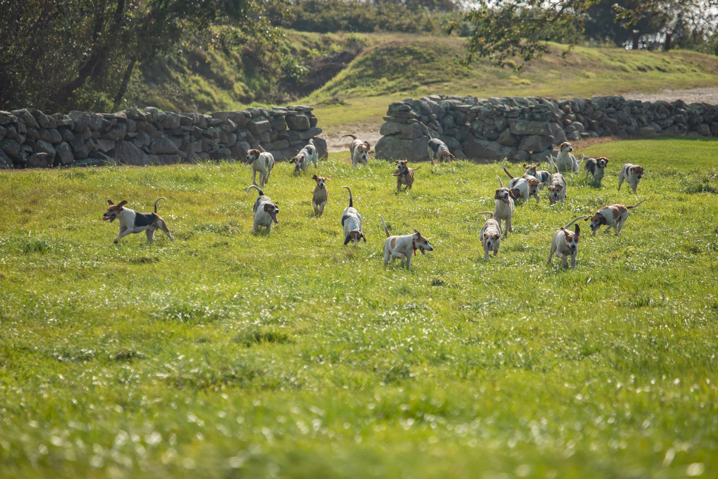 Hunting with Norfolk 2 — The Norfolk Hunt Club