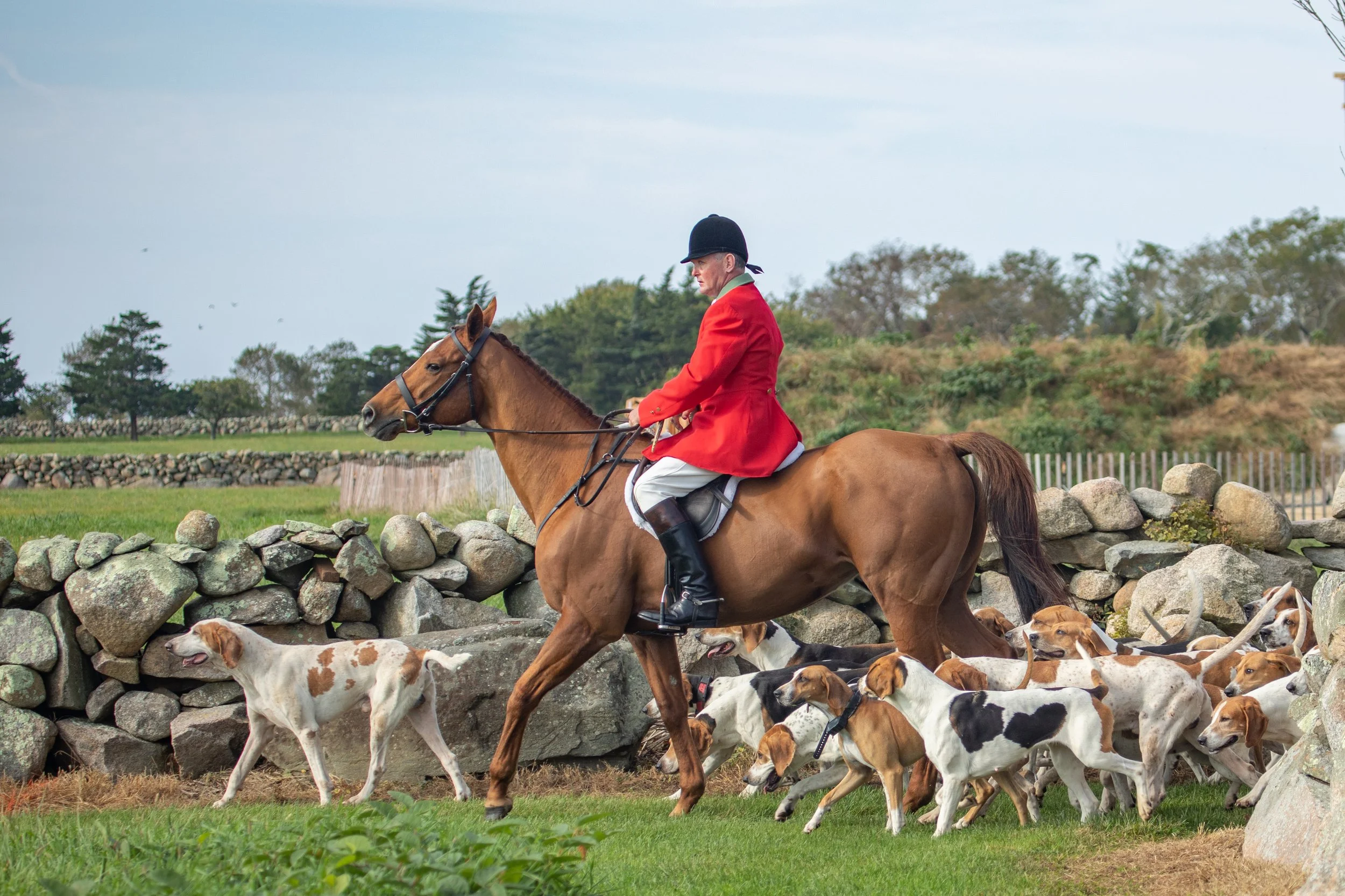 Fox Hunting Horses