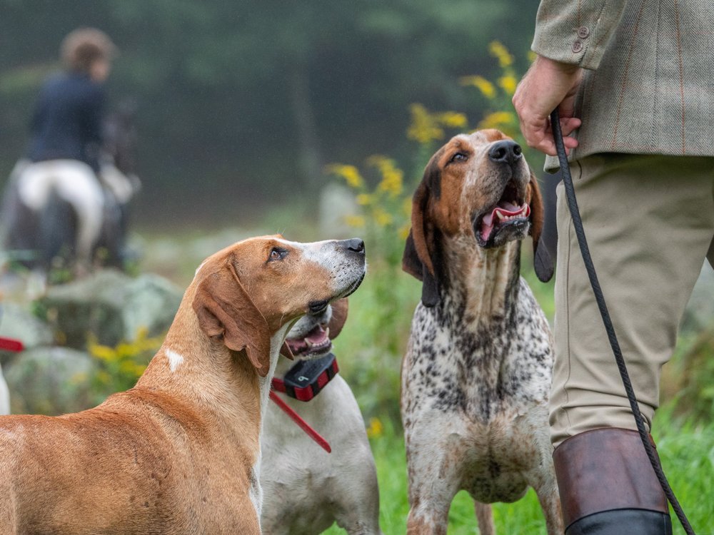 Hunting with Norfolk 2 — The Norfolk Hunt Club