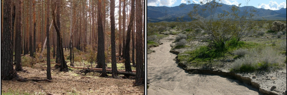 Organizational ReWilding® is Now a Registered Service Mark — The ReWild ...