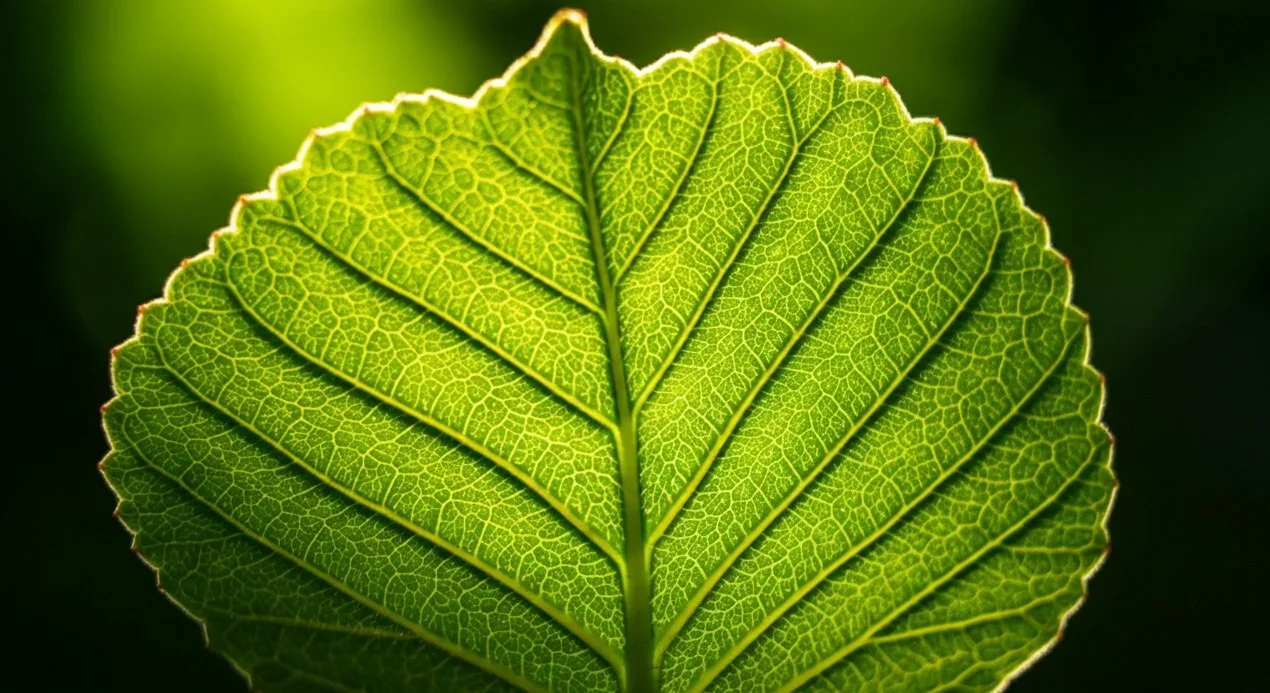 Organizational ReWilding Growth Groups — The ReWild Group