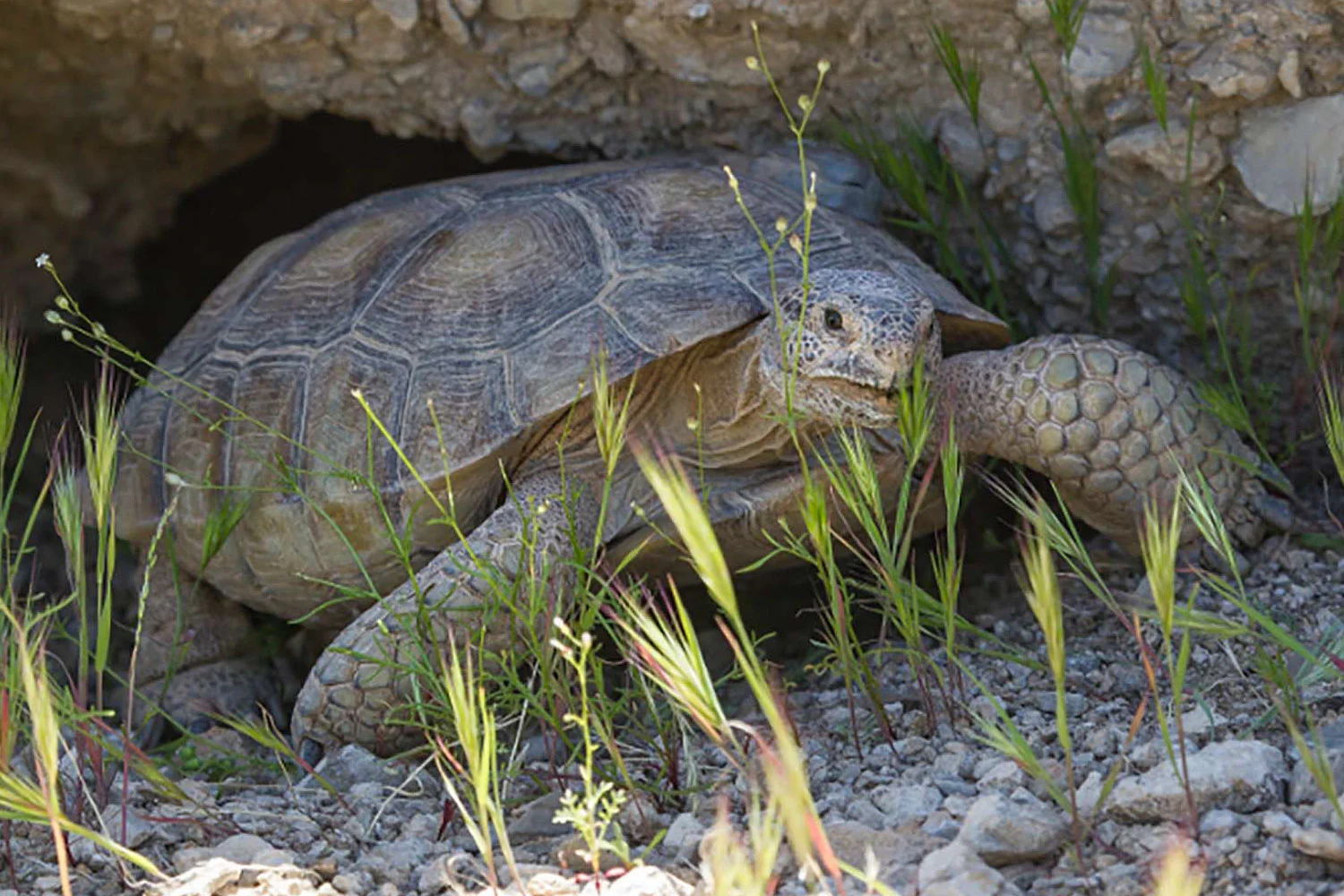 San Diego Turtle & Tortoise Society