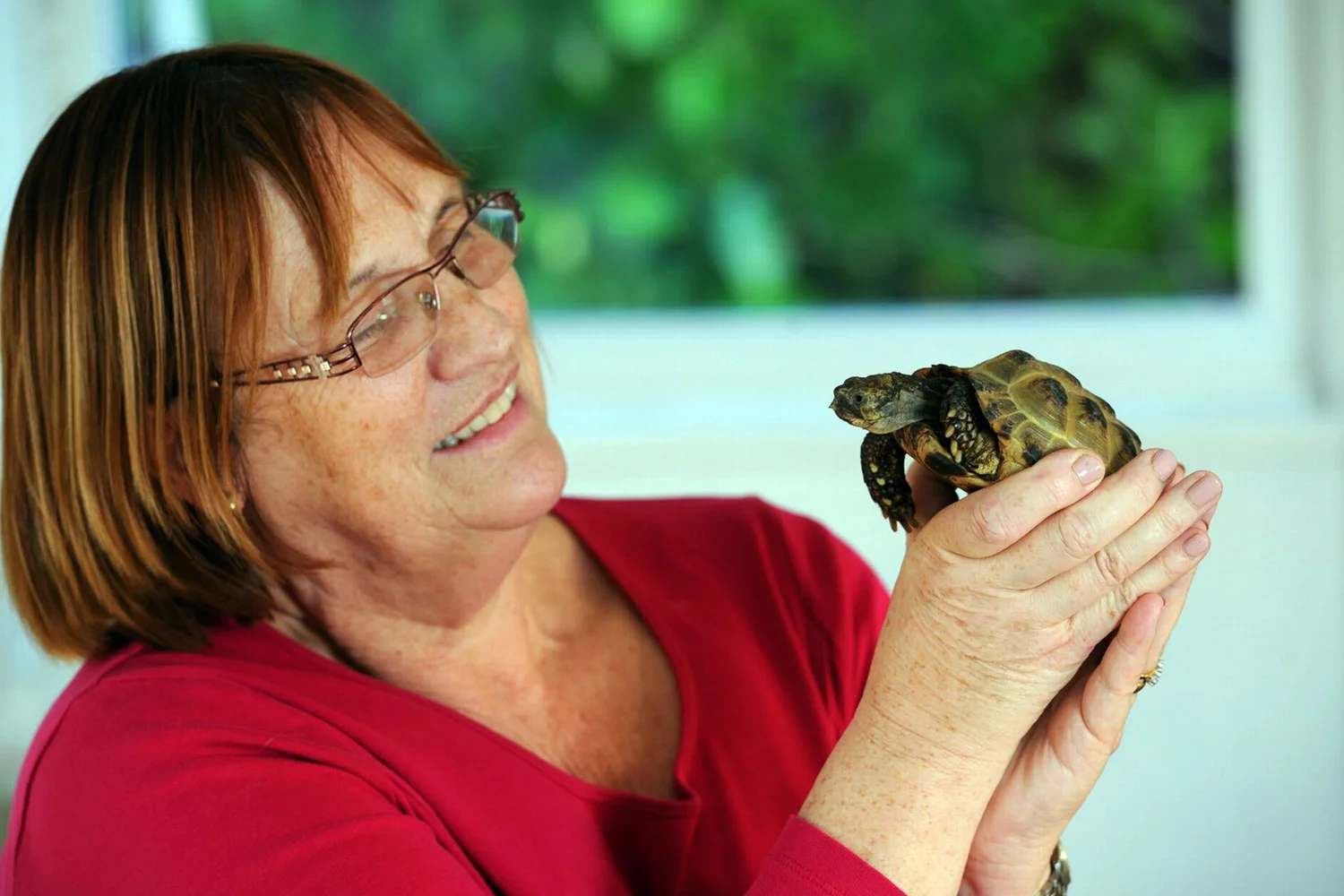 adoptions — San Diego Turtle & Tortoise Society