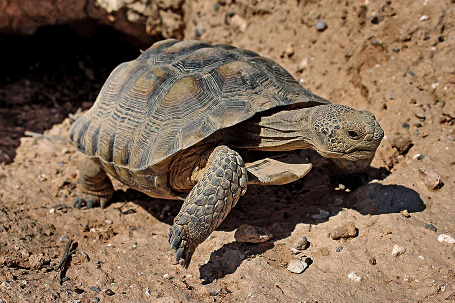 events — San Diego Turtle & Tortoise Society