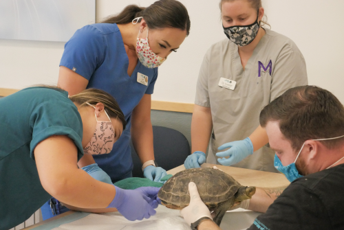 events — San Diego Turtle & Tortoise Society