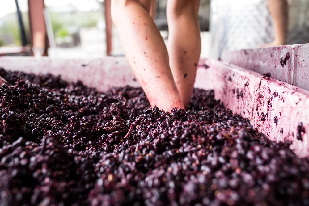 Home — JAIMEE MOTLEY WINES