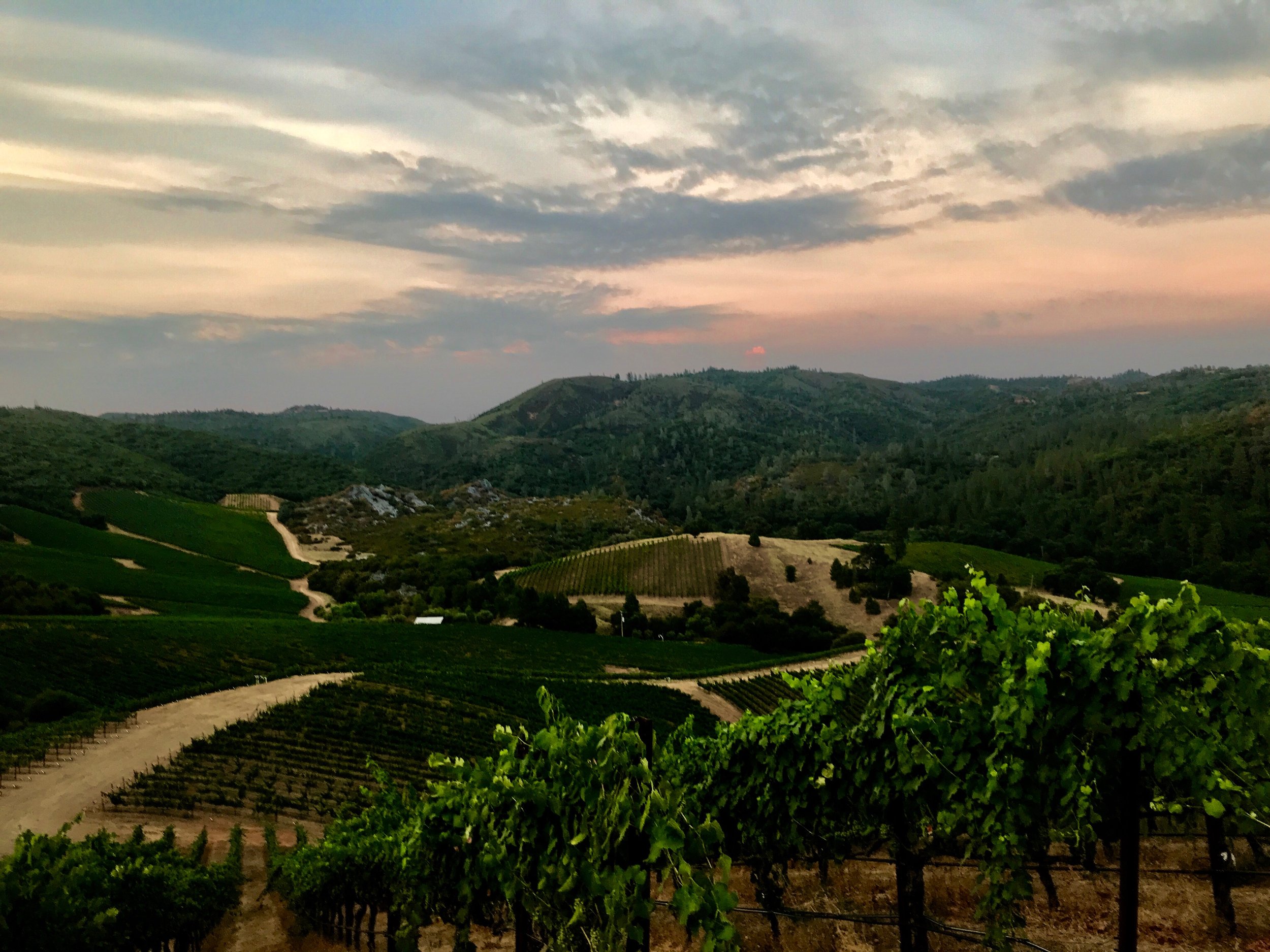 Home — JAIMEE MOTLEY WINES